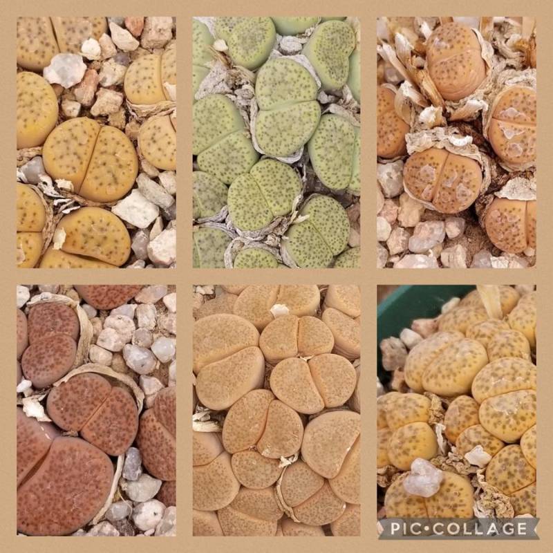 Discover Rare Succulent Plants at Vivian Lithops Garden